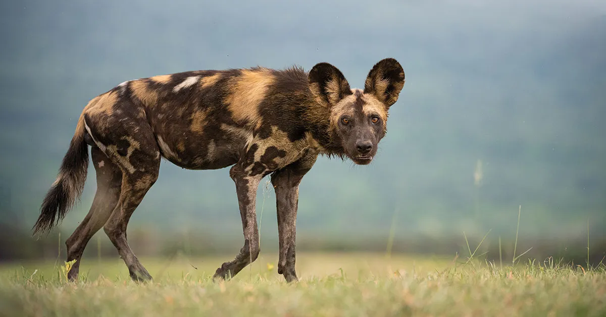 27 Savana Animals with Facts & Pictures - Richmond Mom