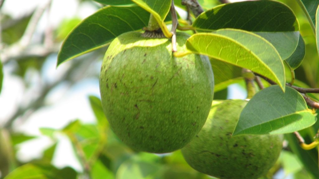 37+ Fruits That Start With A With Facts And Pictures - Richmond Mom