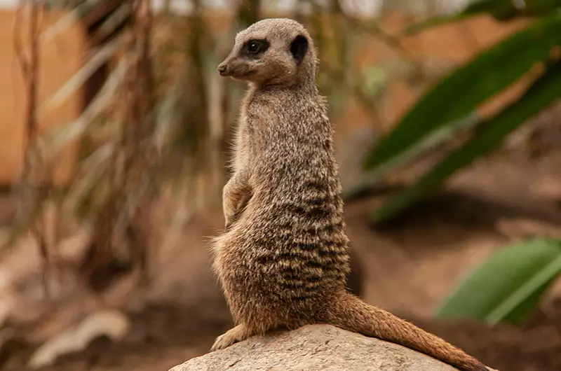 17 Grassland Animals with Facts & Pictures - Richmond Mom