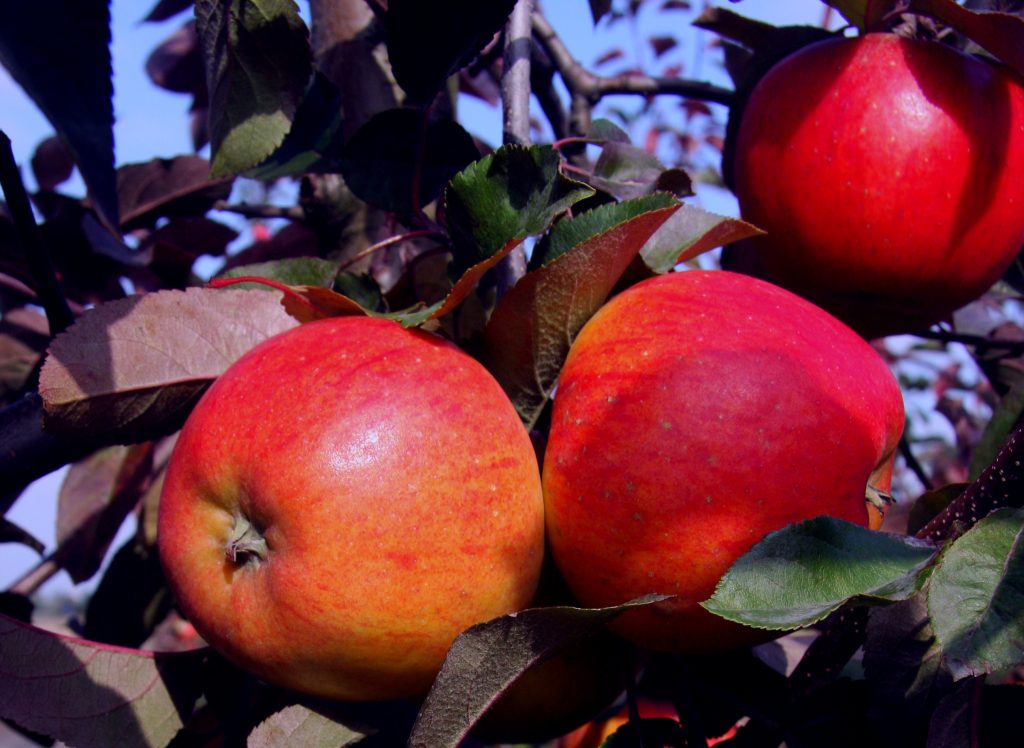 31 Fruits that Start with R with Facts and Pictures - Richmond Mom