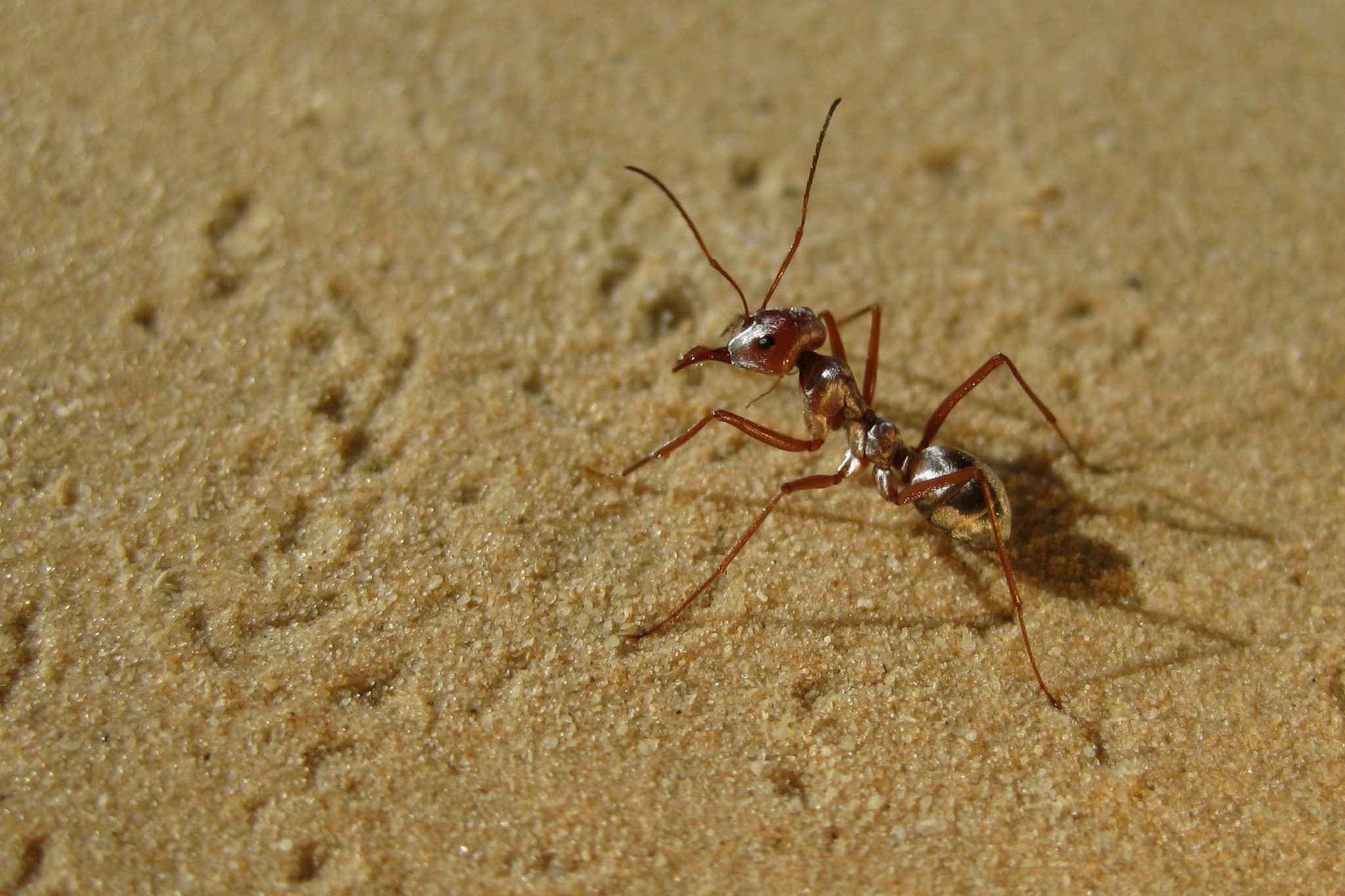 21 Desert Animals with Facts & Pictures - Richmond Mom