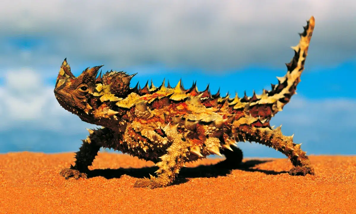 21 Desert Animals with Facts & Pictures - Richmond Mom