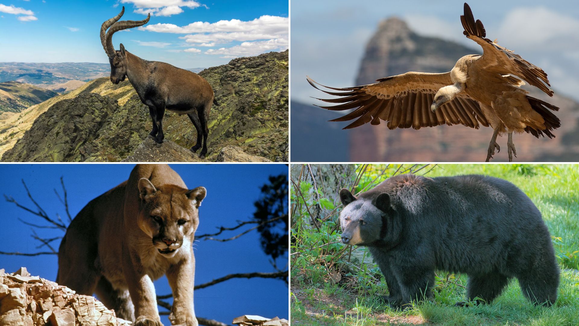 26 Different Animals Found in the Mountains with Pictures and Facts ...