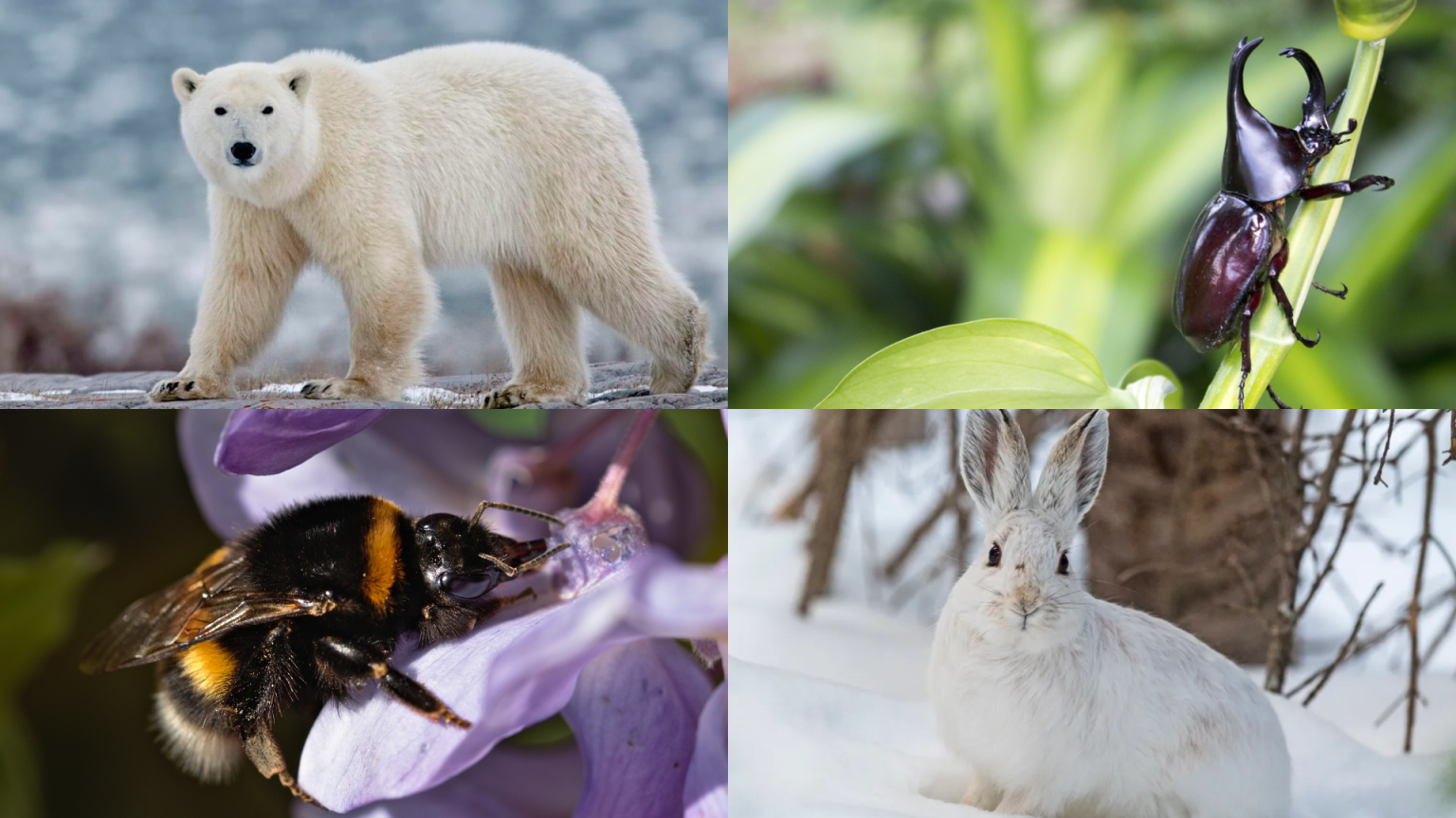 37+ Tundra Animals with Facts & Pictures - Richmond Mom