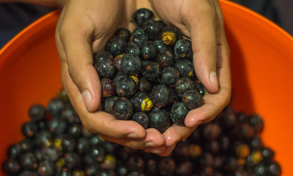 22 Fruits That Start with the Letter B - Richmond Mom