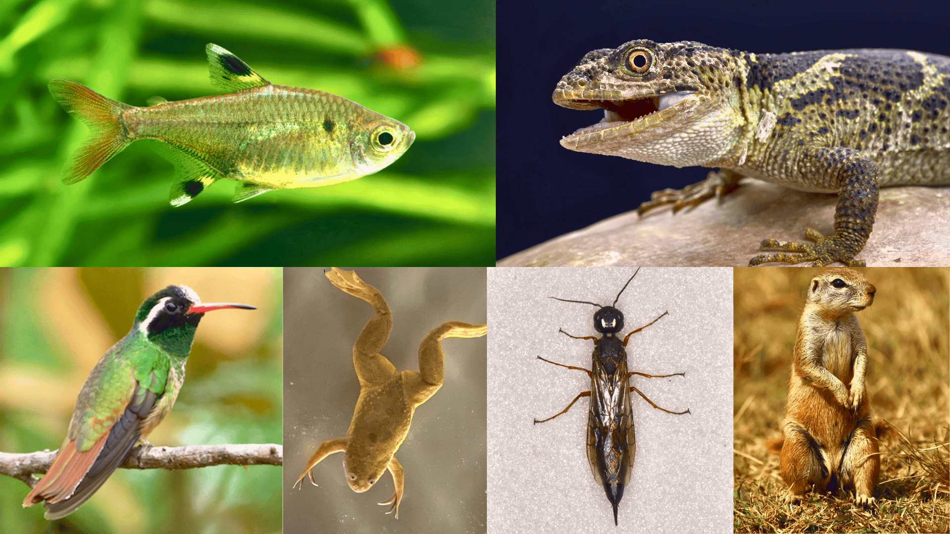 47 Animals That Start With X You Should Know About - Richmond Mom