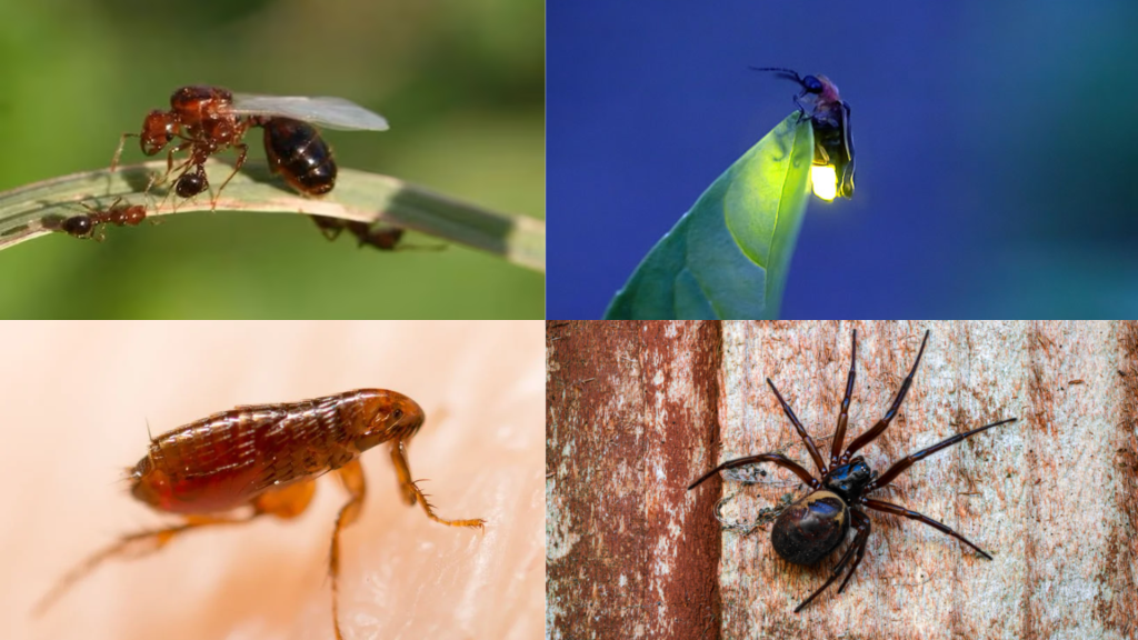 61 Unique Animals Whose Names Start with F - Richmond Mom